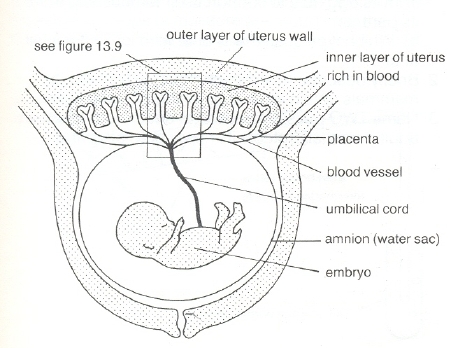 Embryo Definition